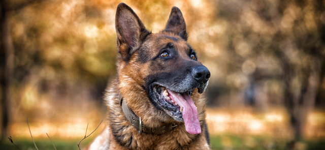 Pourquoi mon chien mange son caca ? - Clinique vétérinaire Mulhouse