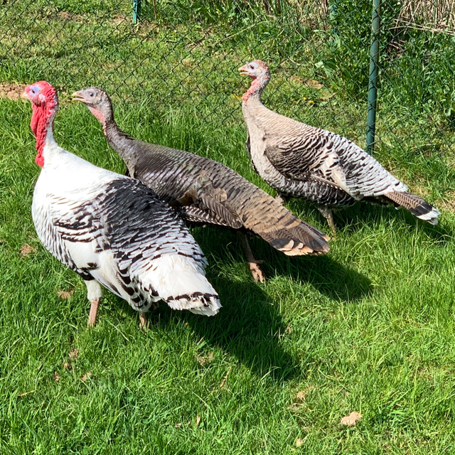 Puten / Truthühner - ourfarm