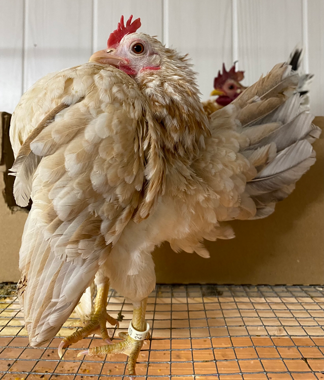 elevage amateur de poule serama,la plus petite poule au monde - elevage ...