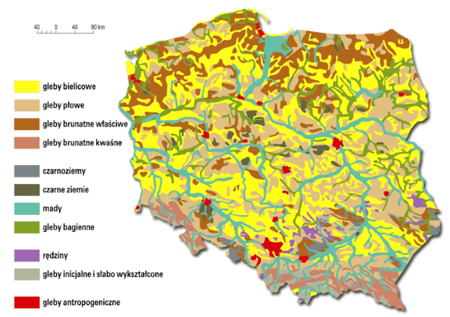 Rodzaje gleb w Polsce - przyrodalekcje