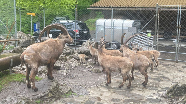 Wildpark Brienz - Wildpark Verein Brienz
