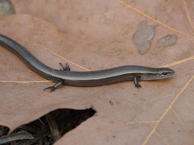 Echsen - Die Vielfalt der Herpetofauna Europas in Bildern