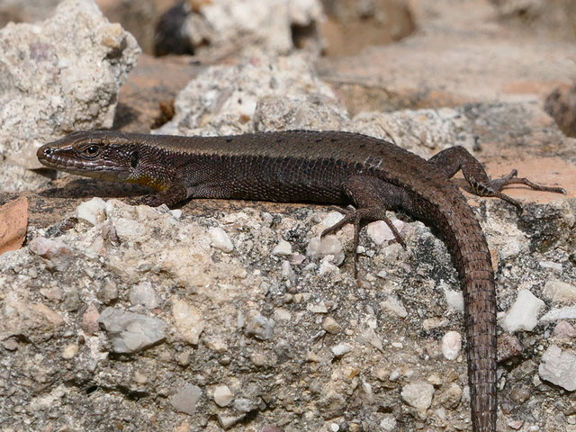 Echsen - Die Vielfalt der Herpetofauna Europas in Bildern