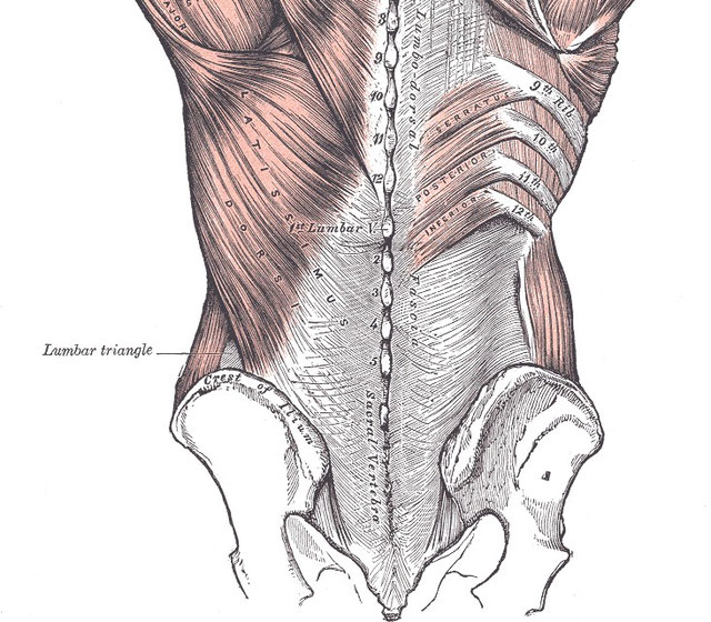 Fascia - Toulouse Shiatsu Ki
