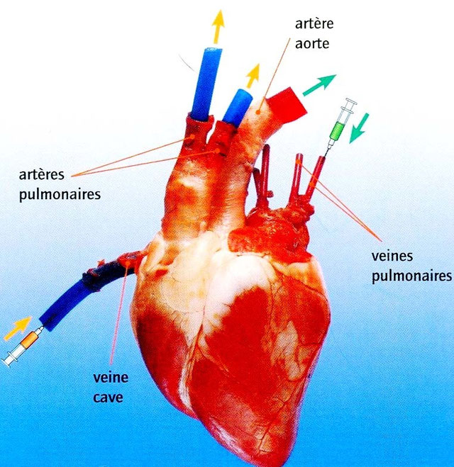 Chapitre 6: la circulation du sang - Site de cours de collège et lycée ...