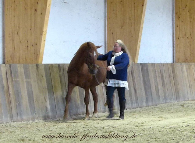 Der Schritt- die "Mutter aller Gangarten" - barocke-pferdeausbildungs ...