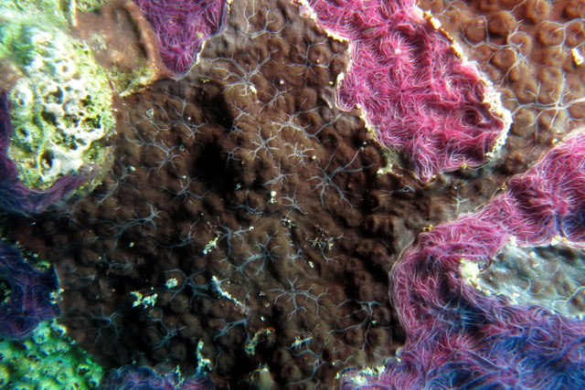 Terpios hoshinota, Chalinula nematifera, Clathria (Microciona ...