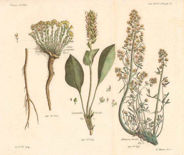 Peter Simon Pallas (1741-1811) - Gabinete del Grabado