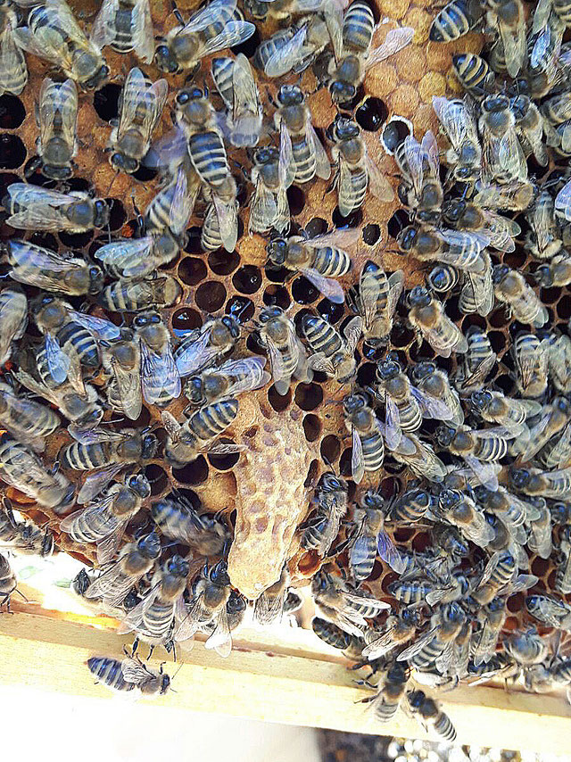 Naturnahe Bienenhaltung, Biolandimkerei - Kunsthandwerk-Bliesgau