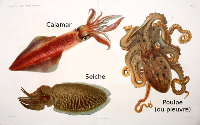 Savoir reconnaître les différents coquillages - Technologie Restaurant ...