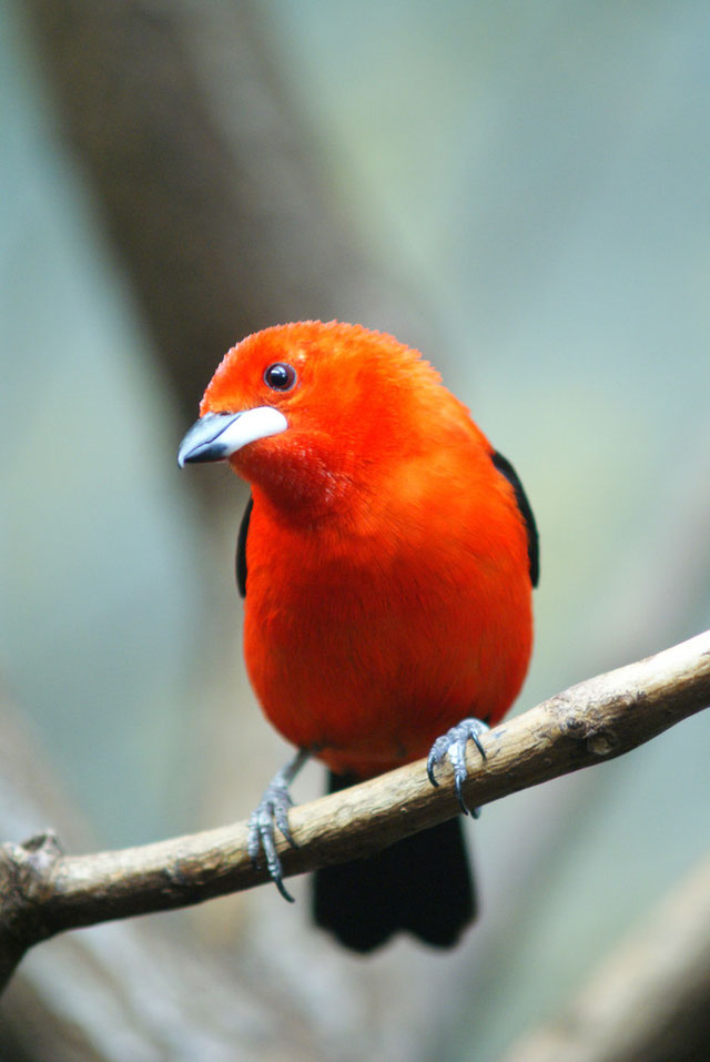 Passeriformes (perching birds) - bird-phylogeny