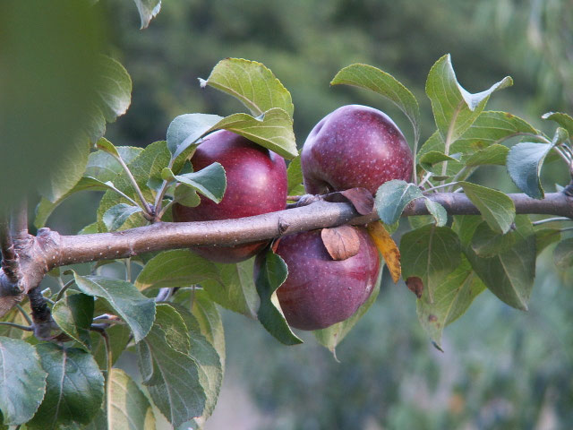 Pommiers - Site de la pepiniere grange