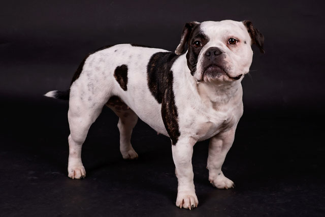 Der Exotic Bulldog - Exotic Bulldog Club e.V.
