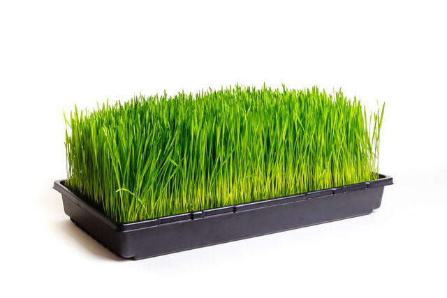 Home - SunBlaster Lighting