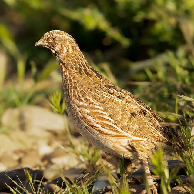 Codorniz comun (Coturnix coturnix) - El Rincon del Botanico