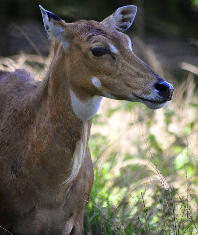 Nilgo (Boselaphus tragocamelus) - El Rincon del Botanico