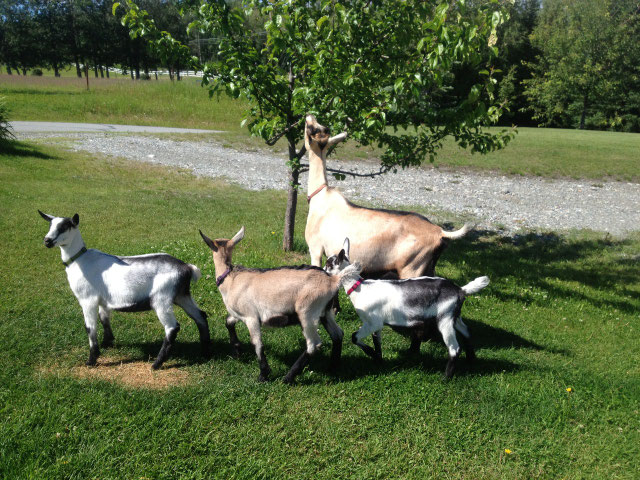 Mini Alpine Dairy Goats - Wasilla Lights Farm