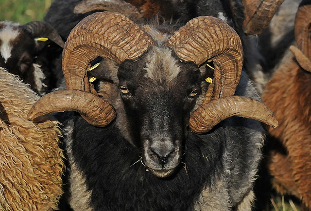 Die Skudde - bunte-skuddens Webseite!