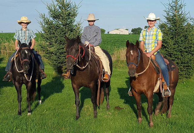 Foundation Morgan Horse Breeders - foundationmorganhorse