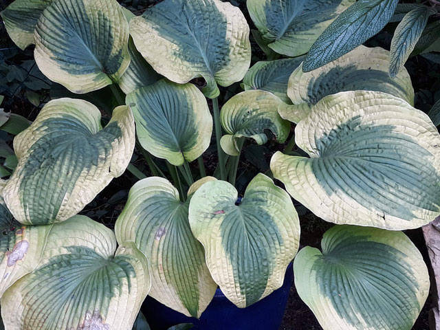 Hostas mit Anfangsbuchstaben C - Hosta - Hostafreund