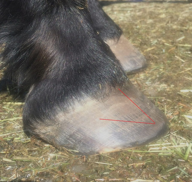 Natural Hoof Care - hoofschmitz