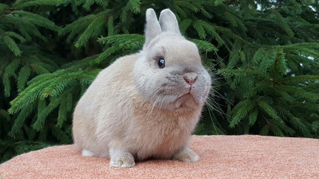 Farbenzwerge - Zwergkaninchenzucht Friedrich, Wernigerode