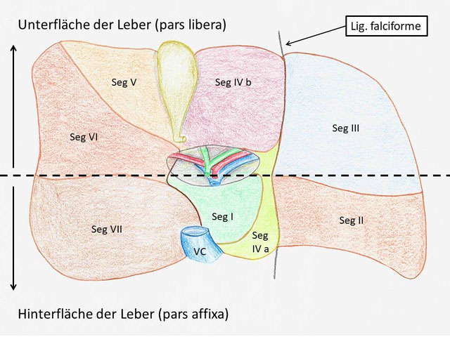 Die Sono-Anatomie der Leber - Praxis Dr. Faure in Krefeld