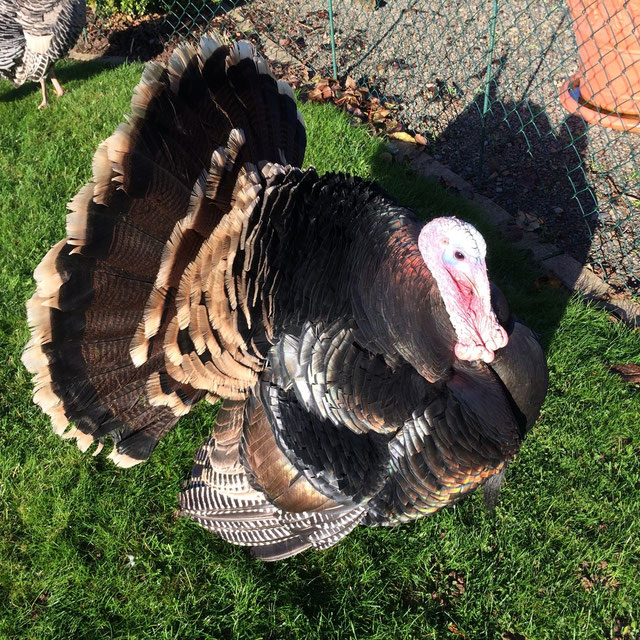 Puten / Truthühner - ourfarm