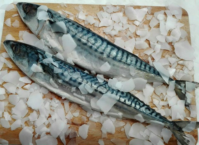 OKOŃ MORSKI 'LABRAKS' (Dicentrarchus labrax) - Ryby,owoce morza ...