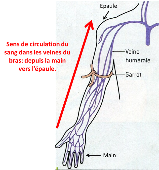 Chapitre 6: la circulation du sang - Site de cours de collège et lycée ...