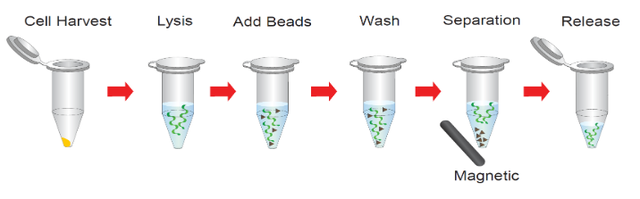 Bacteria Genomic DNA isolation with magnentic beads - GeneON BioScience