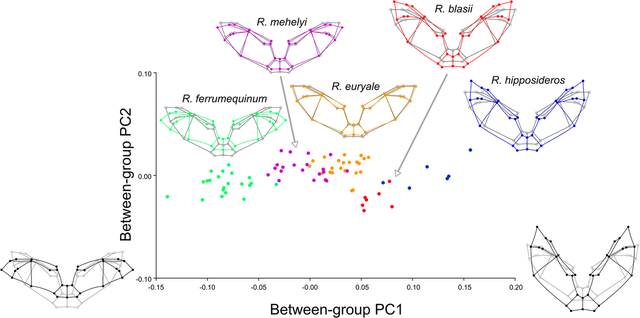 Geometric Morphometrics: the importance of the shapes - physalia-courses