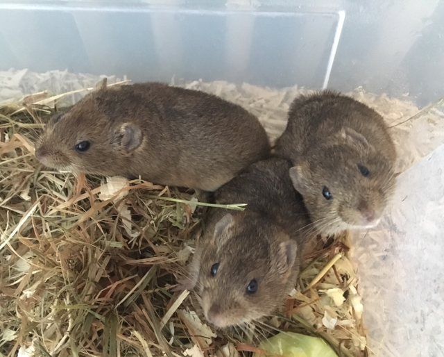 Mittelmeer-Feldmaus - Kleinsäuger sui generis