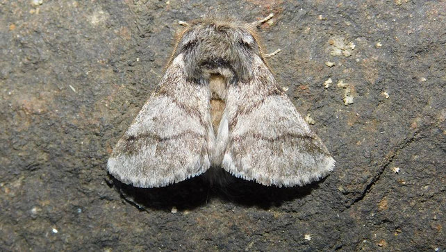 Eichenprozessionsspinner - nabu-ortsgruppe-nordenhams Webseite!