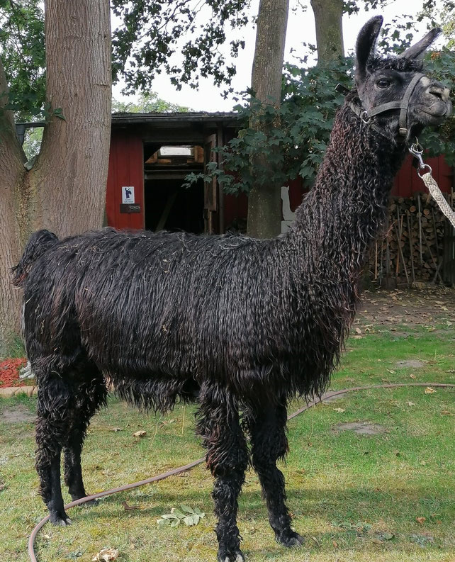 Unsere Deckstation - lama-ranch-narvanass Webseite!