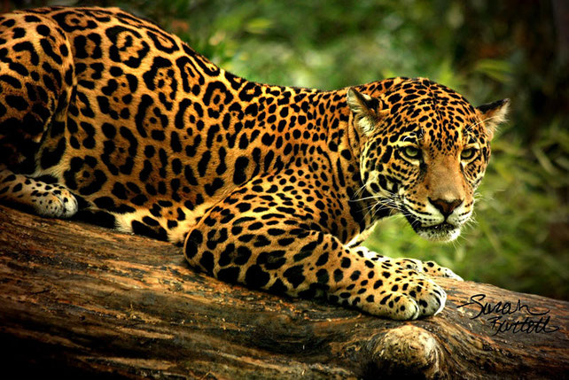 Jaguar - L’encyclopédie-animalière