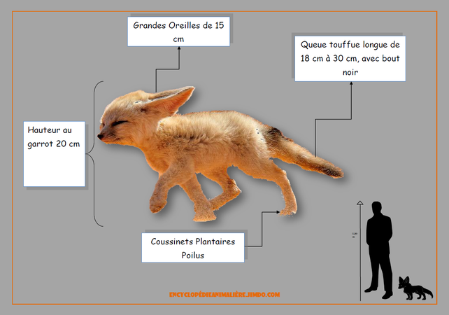 Fennec - L’encyclopédie-animalière