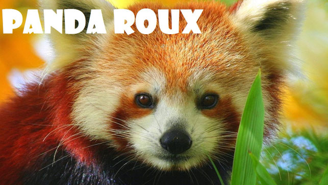 Panda Roux - L’encyclopédie-animalière