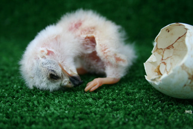 BioONE (Biology Online Notes Exposition) SB015 - edbiologykmpk