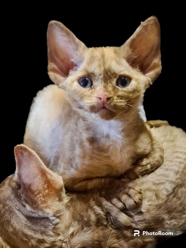 Devon Rex - Ein Märchenelf auf dem Kratzbaum - bkh blh devon rex katzen zucht