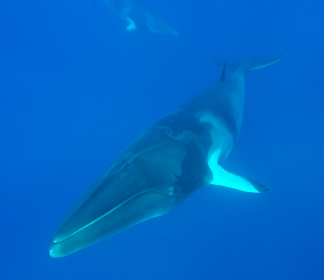 Minke whale expedition - Dr-Olafs Homepage