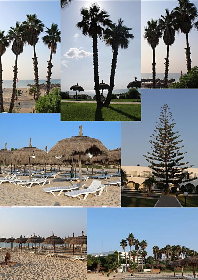 Voyage au pays du jasmin - Site de passionphotosvoyages