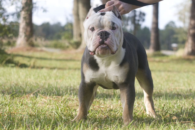 Studding our Dogs - Boss Status Bullies -- Tri Color American Bully ...