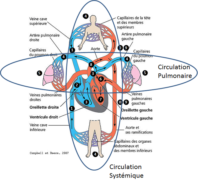 Schema Circulation Sanguine Schema Circulation Sanguine