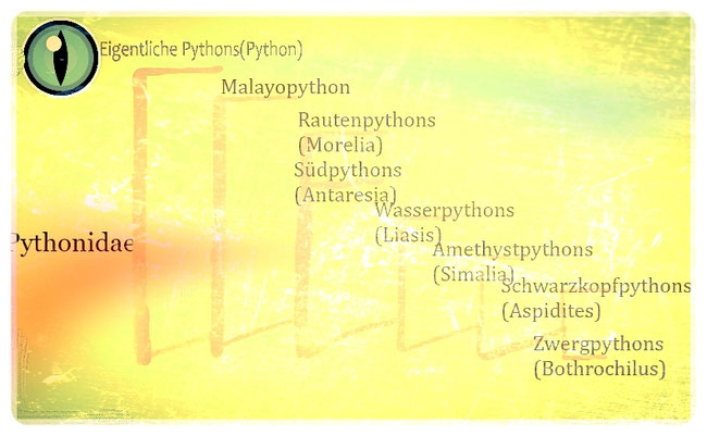 Pythons - Happy Pythons - Python regius