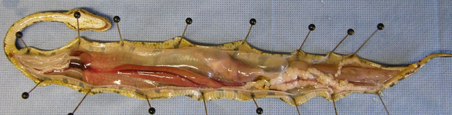 Der Kopf, Ober und Unterkiefer - Happy Pythons - Python regius