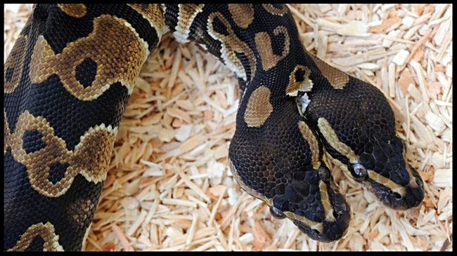 Gendefekte beim Python Regius - Happy Pythons - Python regius