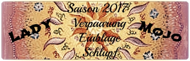 Saison 2016 / 17 - Happy Pythons - Python regius