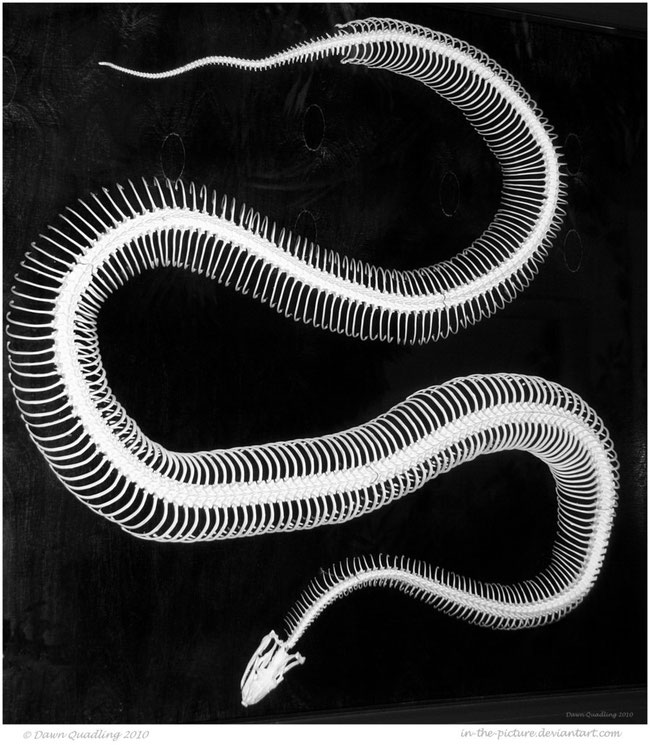 Der Kopf, Ober und Unterkiefer - Happy Pythons - Python regius