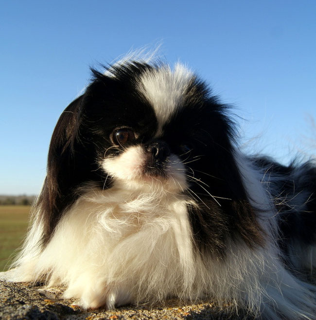Chin Japones - Japanese Chin Facadavic